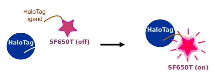 Turn-on type labeling fluorophore 】HaloTag® SaraFluor™ 650T Ligand ...