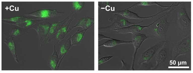 CopperGREEN™ Copper ion detecting probe | Goryo Chemical, Inc.
