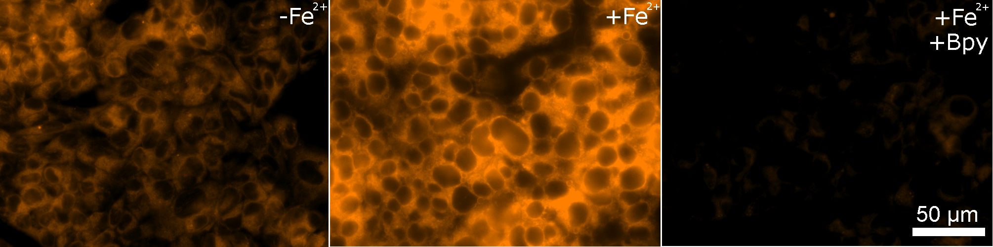 FerroOrange Labile ferrous ion detecting probe | Goryo Chemical, Inc.