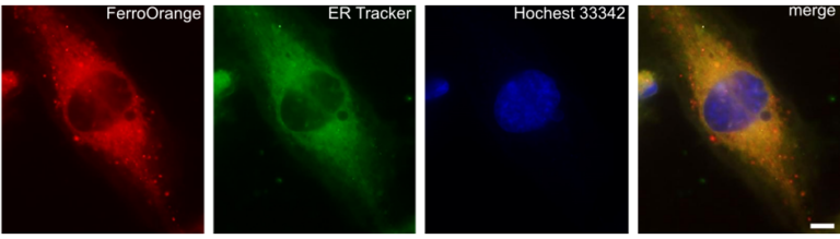 FerroOrange Labile ferrous ion detecting probe | Goryo Chemical, Inc.