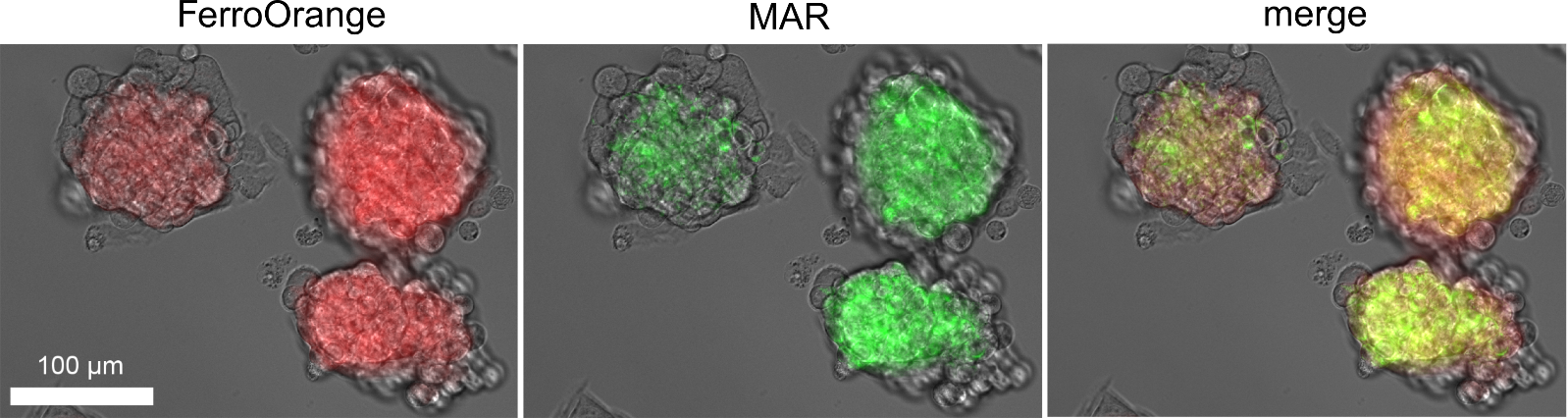 FerroOrange Labile ferrous ion detecting probe | Goryo Chemical, Inc.