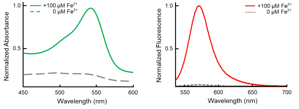 FerroOrange Probe for live cell imaging Labile ferrous ion detecting ...