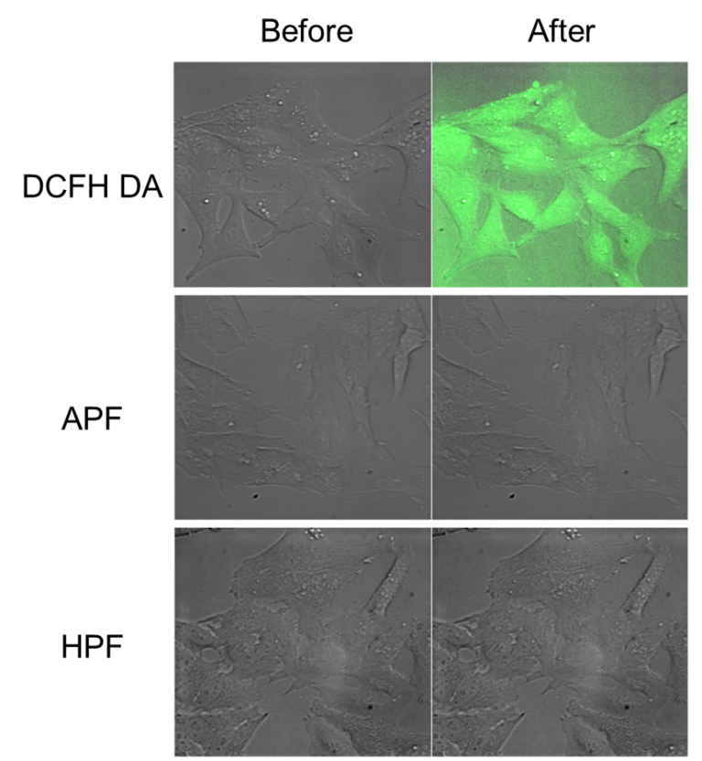Hydroxyphenyl Fluorescein (HPF) /Aminophenyl Fluorescein (APF) Reactive ...
